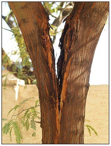 Birgit's Daily Bytes: The evolution of our backyard